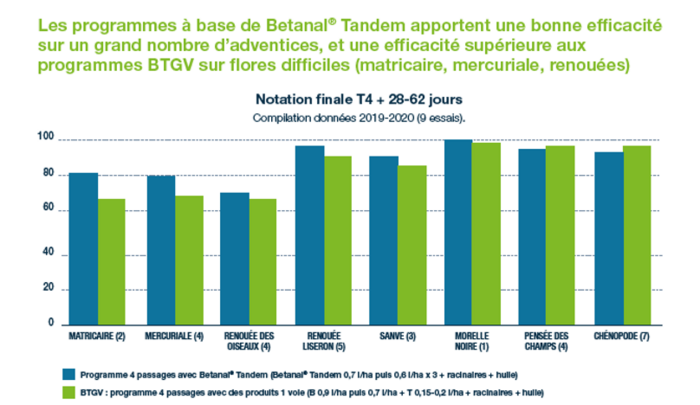86 % des betteraviers se disent prêts à utiliser Betanal® Tandem : Bayer-Agri, conseils phyto